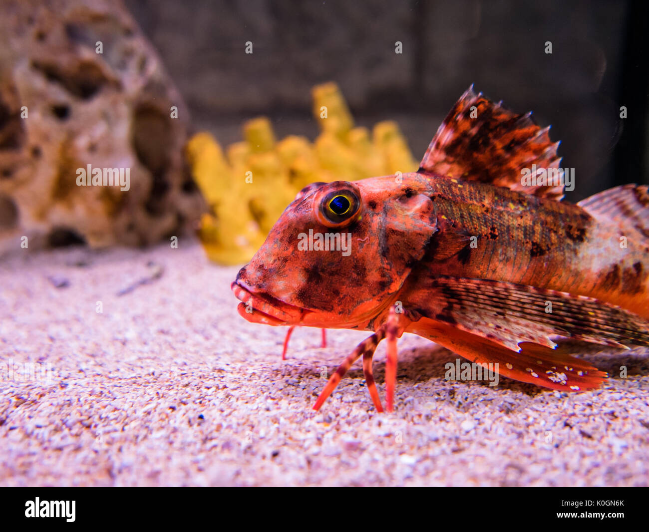 Small red scorpionfish hi-res stock photography and images - Alamy