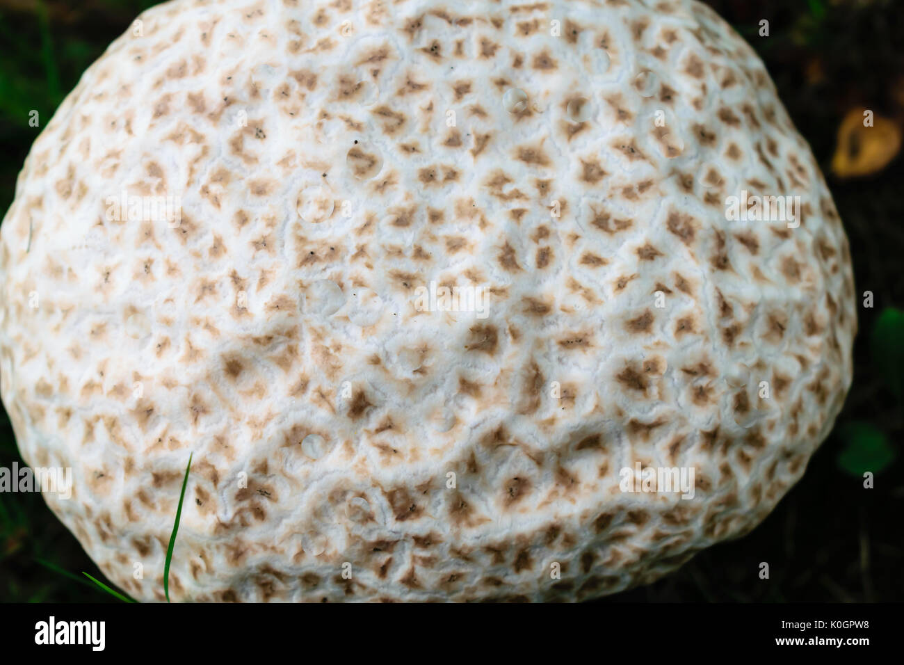 Mushroom cap texture hi-res stock photography and images - Alamy