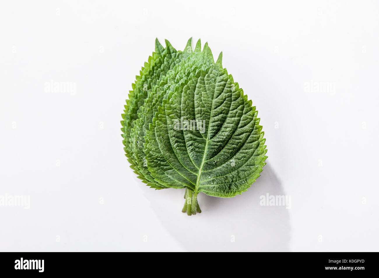 Perilla leaves hi-res stock photography and images - Alamy