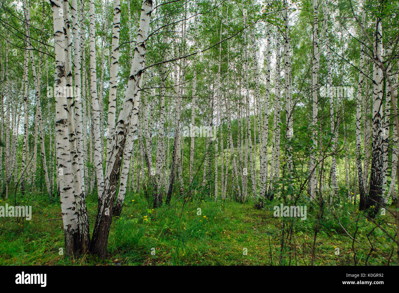 Birch tree summer forest after the rain Stock Photo - Alamy