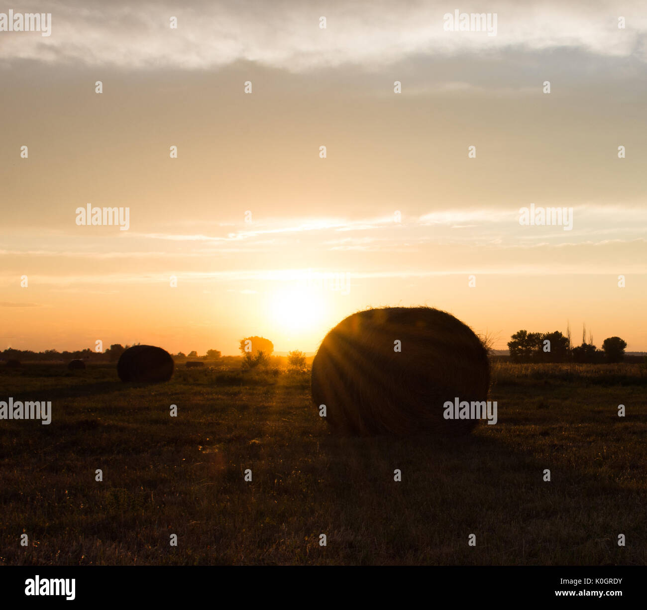 Large round hay bales in a field at sunset. The sun is setting behind ...