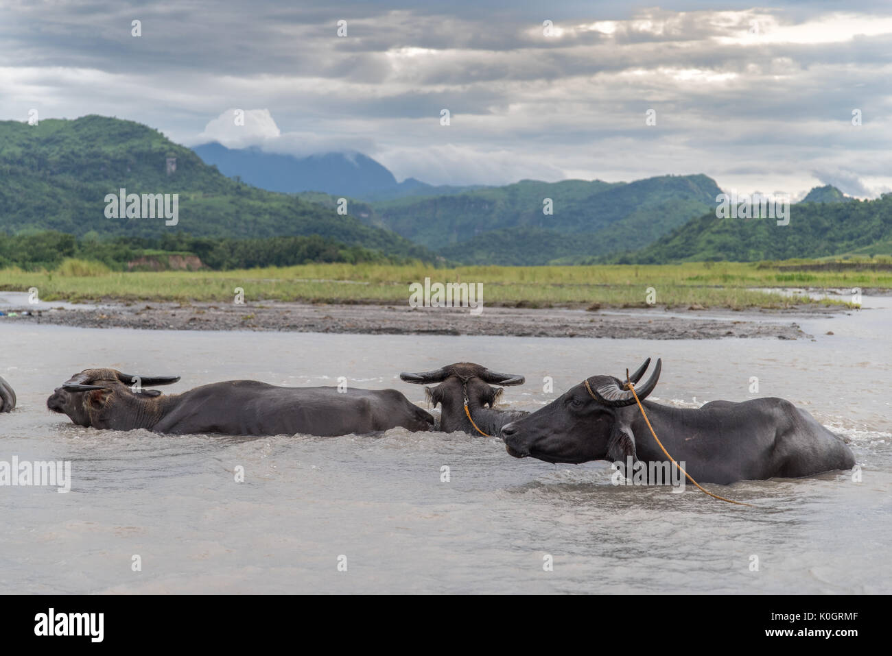 Philippines water buffalo carabao at the river Stock Photo - Alamy