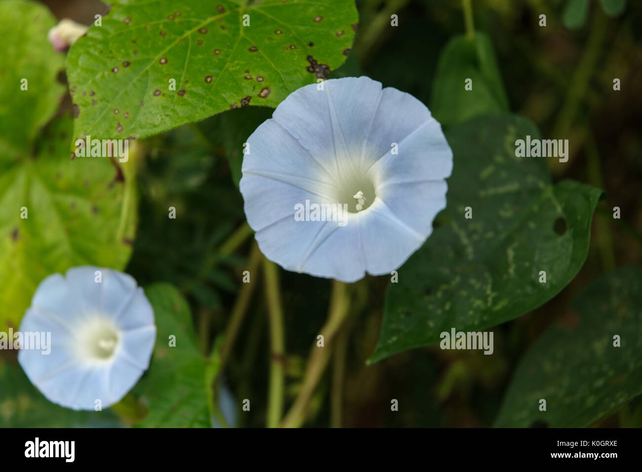 Climbing in philippines hi-res stock photography and images - Alamy