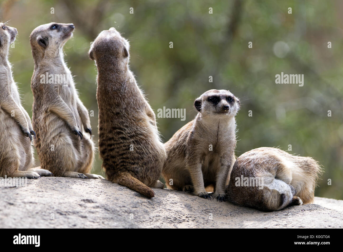 Group of outdoor meerkats in a zoo Stock Photo - Alamy