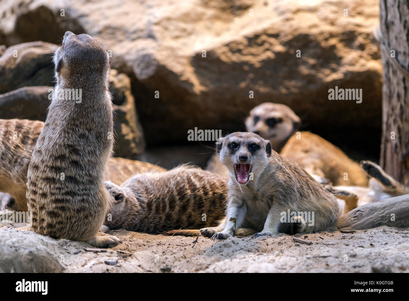 Group of outdoor meerkats in a zoo Stock Photo - Alamy