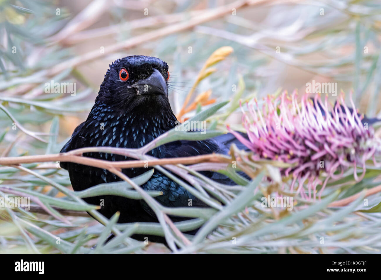 Drongo in flight hi-res stock photography and images - Alamy