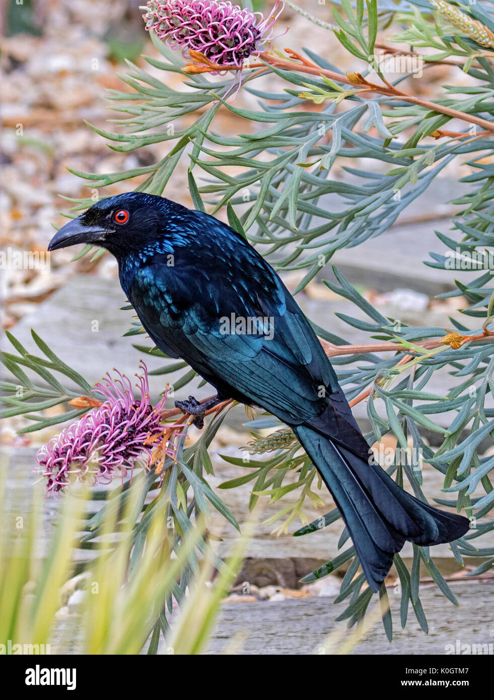 Spangled drongo hi-res stock photography and images - Alamy