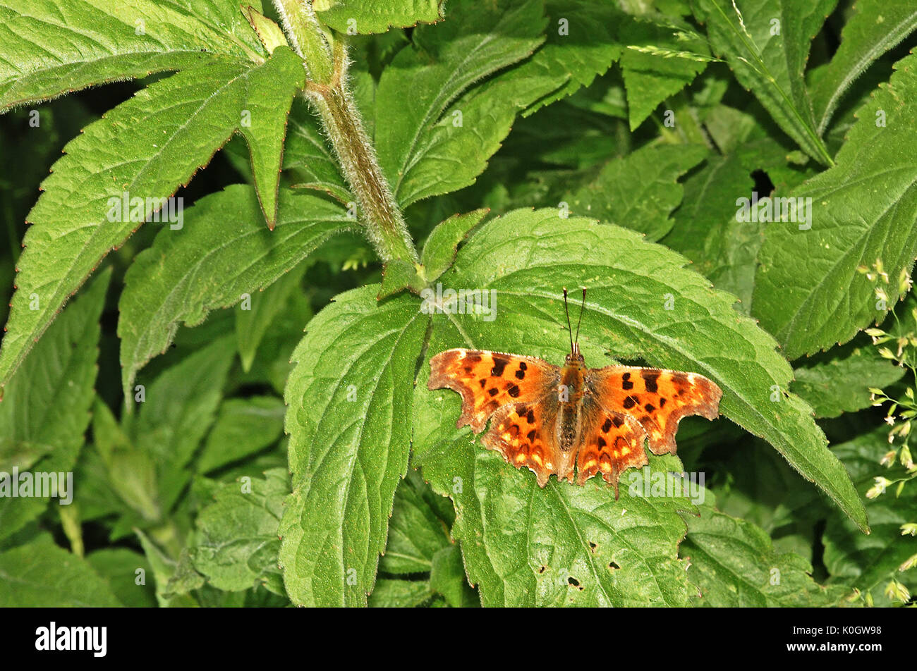 Comma butterfly (Polygonia c-album Stock Photo - Alamy