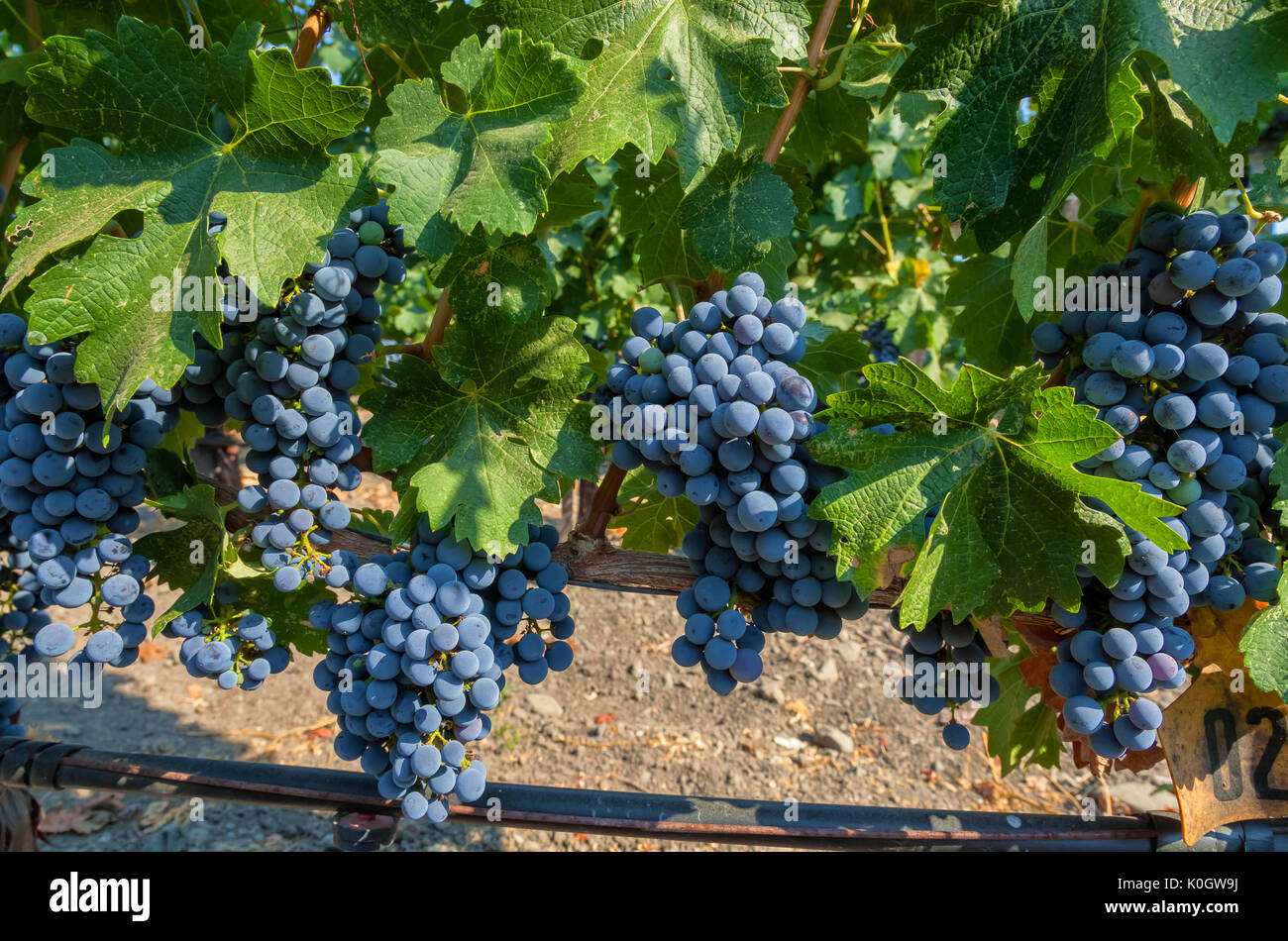 Clusters of ripe grapes on the vines ready to be harvest at a winery in ...