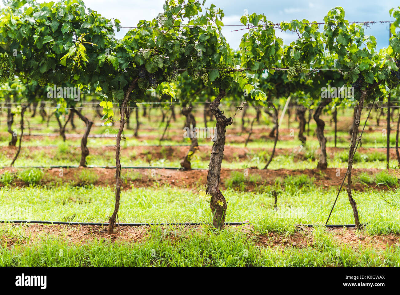 Winery grape vineyard farm Stock Photo - Alamy