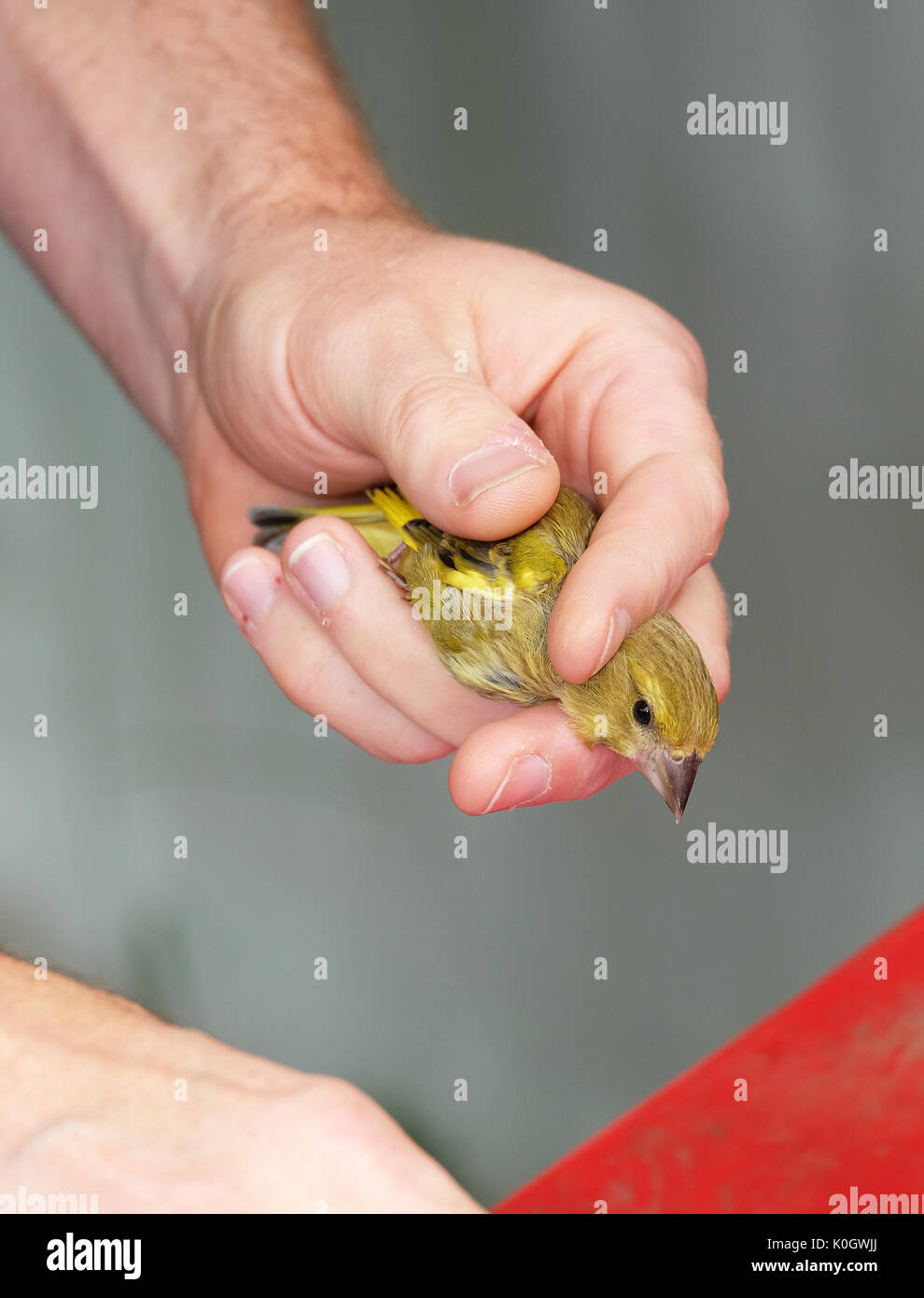 Small bird capture anf ringing exercise for recording population Stock ...