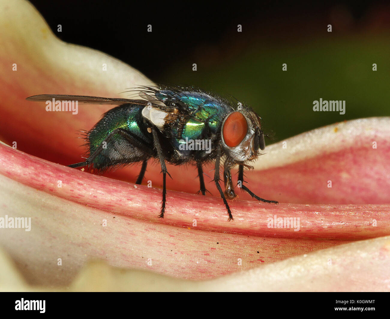 Blowfly egg hi-res stock photography and images - Alamy