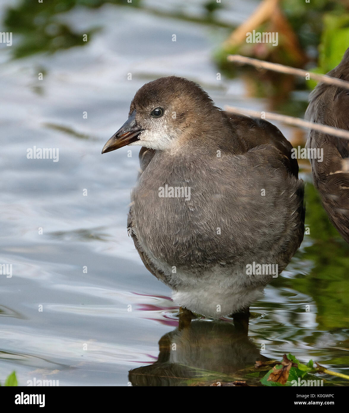 Young Moorhen chick Stock Photo - Alamy