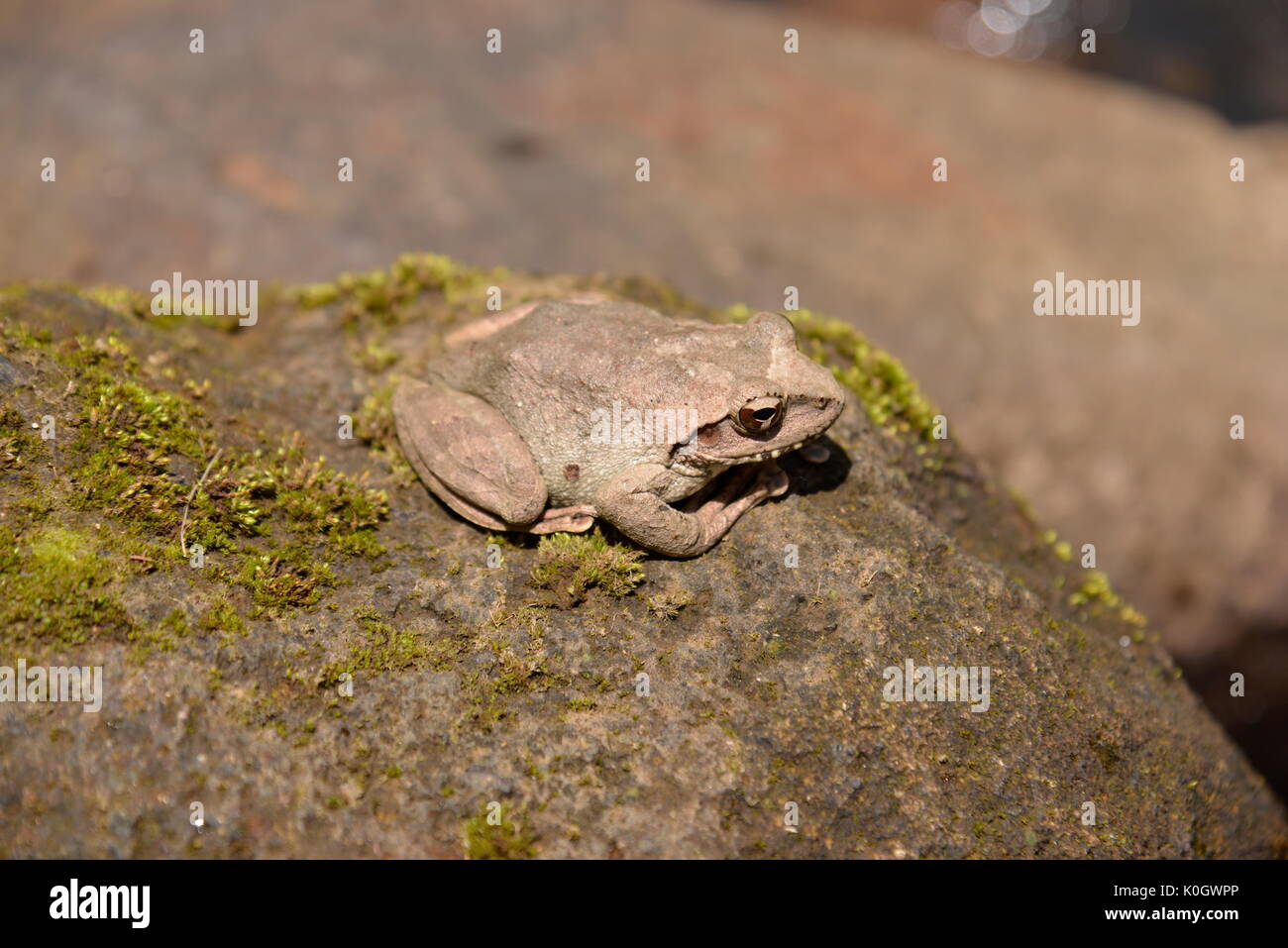 Pit Frog High Resolution Stock Photography and Images - Alamy
