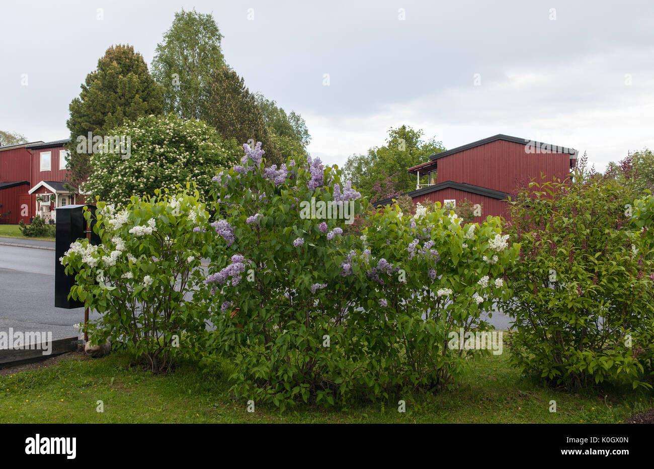 A few lilac or common lilac this side a red house. Letter-box to the ...