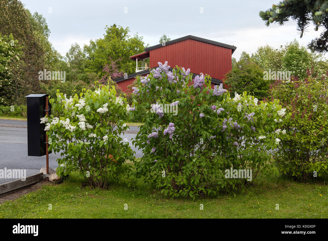 A few lilac or common lilac this side a red house. Letter-box to the ...