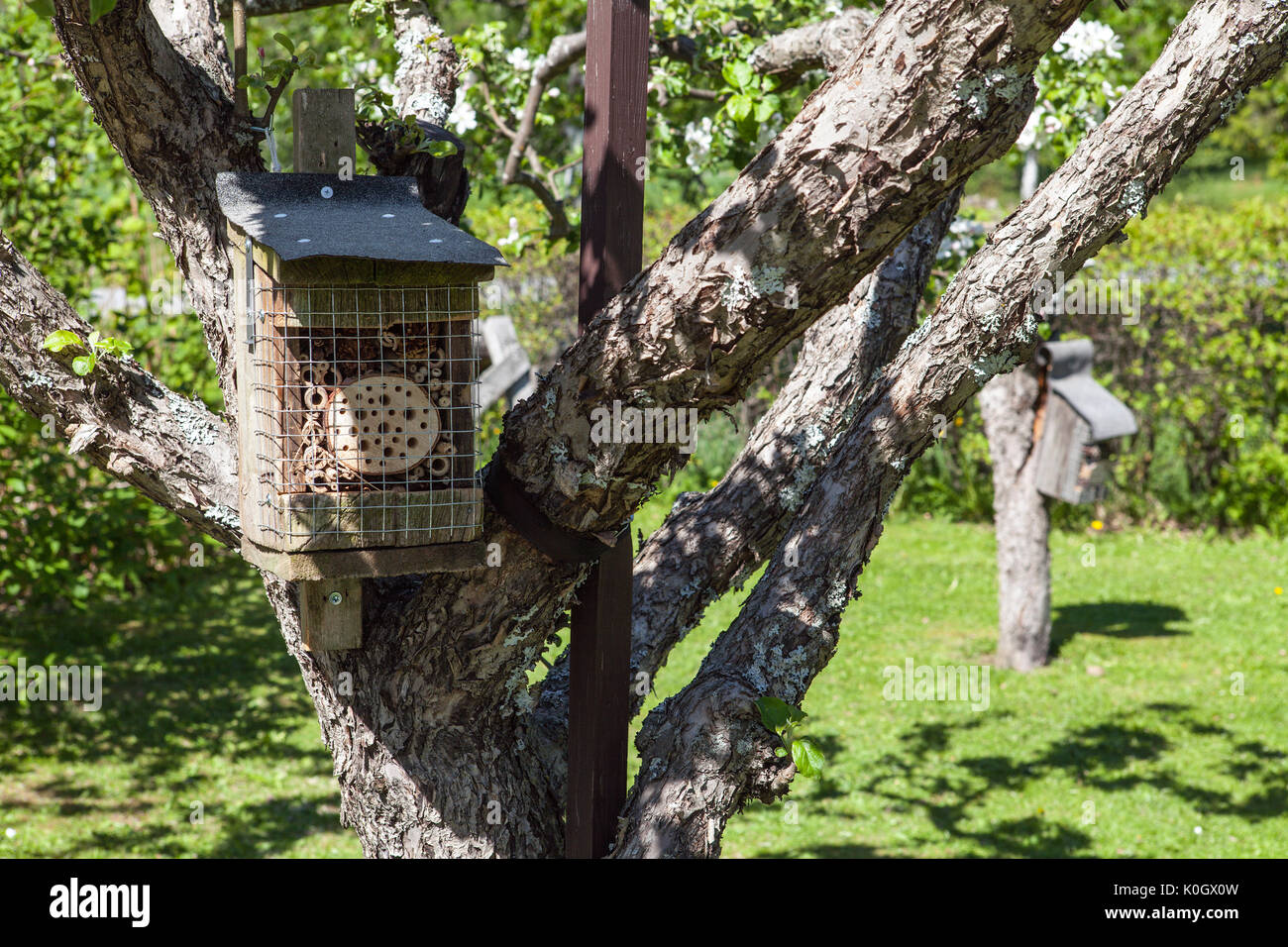 Wooden insect’s hotels, house in a garden. Apple trees in June Stock ...