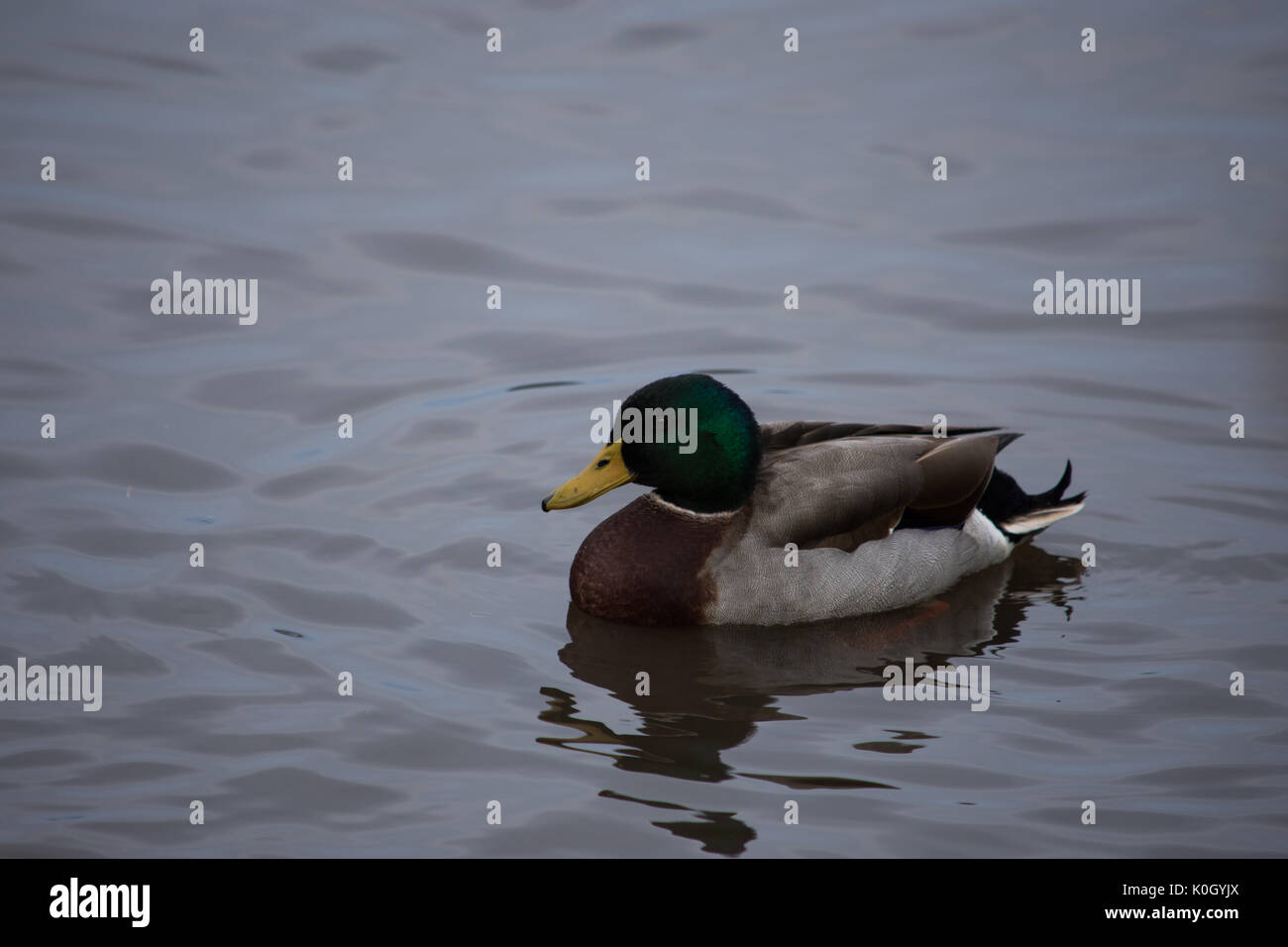 Duck sitting in water Stock Photo - Alamy