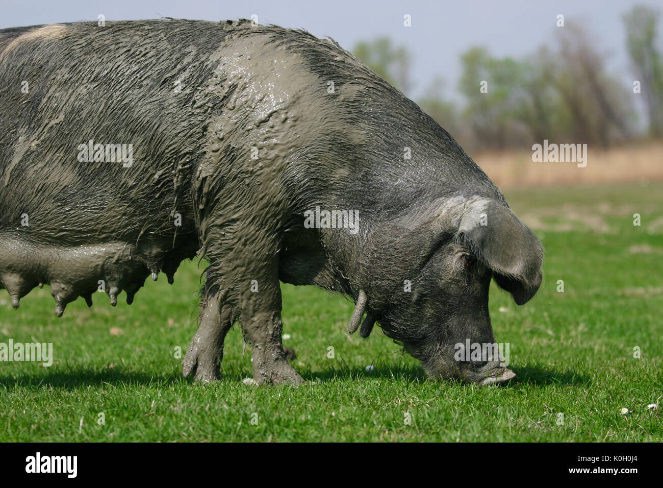 Big old pig on a pasture Stock Photo - Alamy