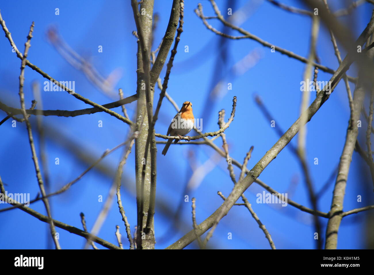 Oslo wildlife hi-res stock photography and images - Alamy