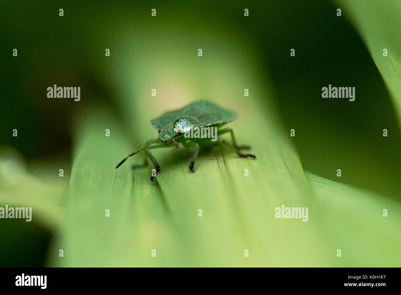 Hawthorn leaf beetle hi-res stock photography and images - Alamy