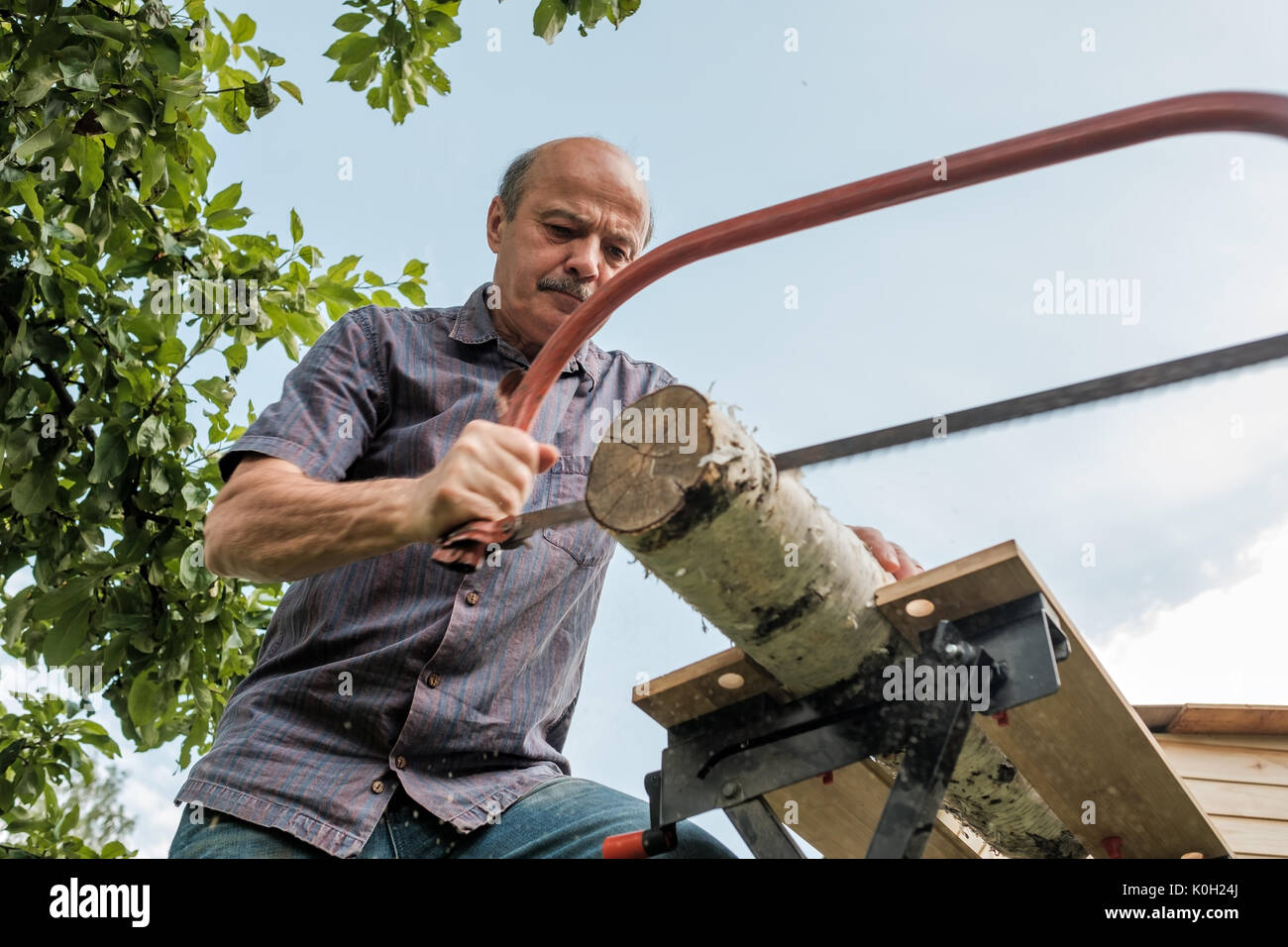 Mature man with mustache holding a saw in hand. Sawing logs, harvesting ...