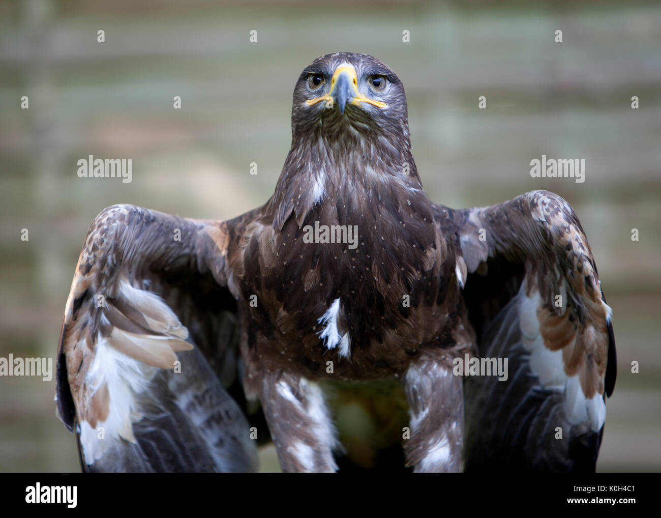 Golden Eagle, Germany Stock Photo - Alamy