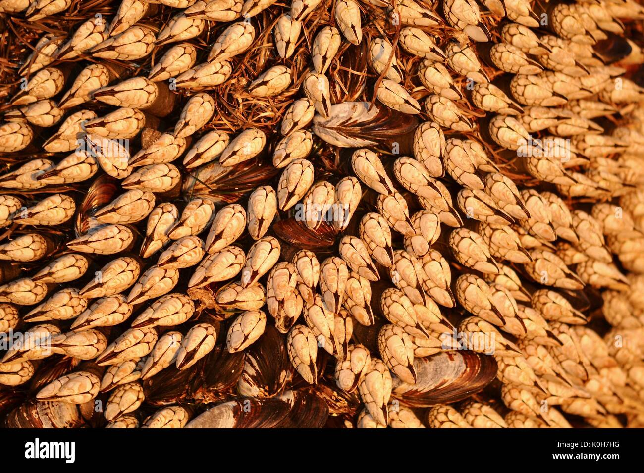 Group mussels in pier hi-res stock photography and images - Alamy