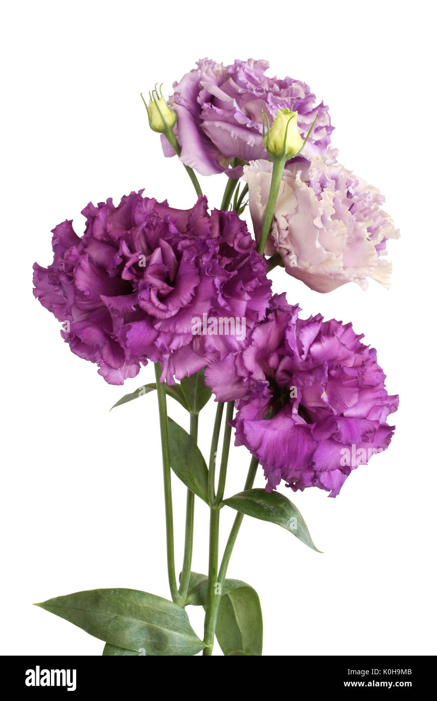 Bouquet of purple eustoma flowers isolated on white background Stock ...