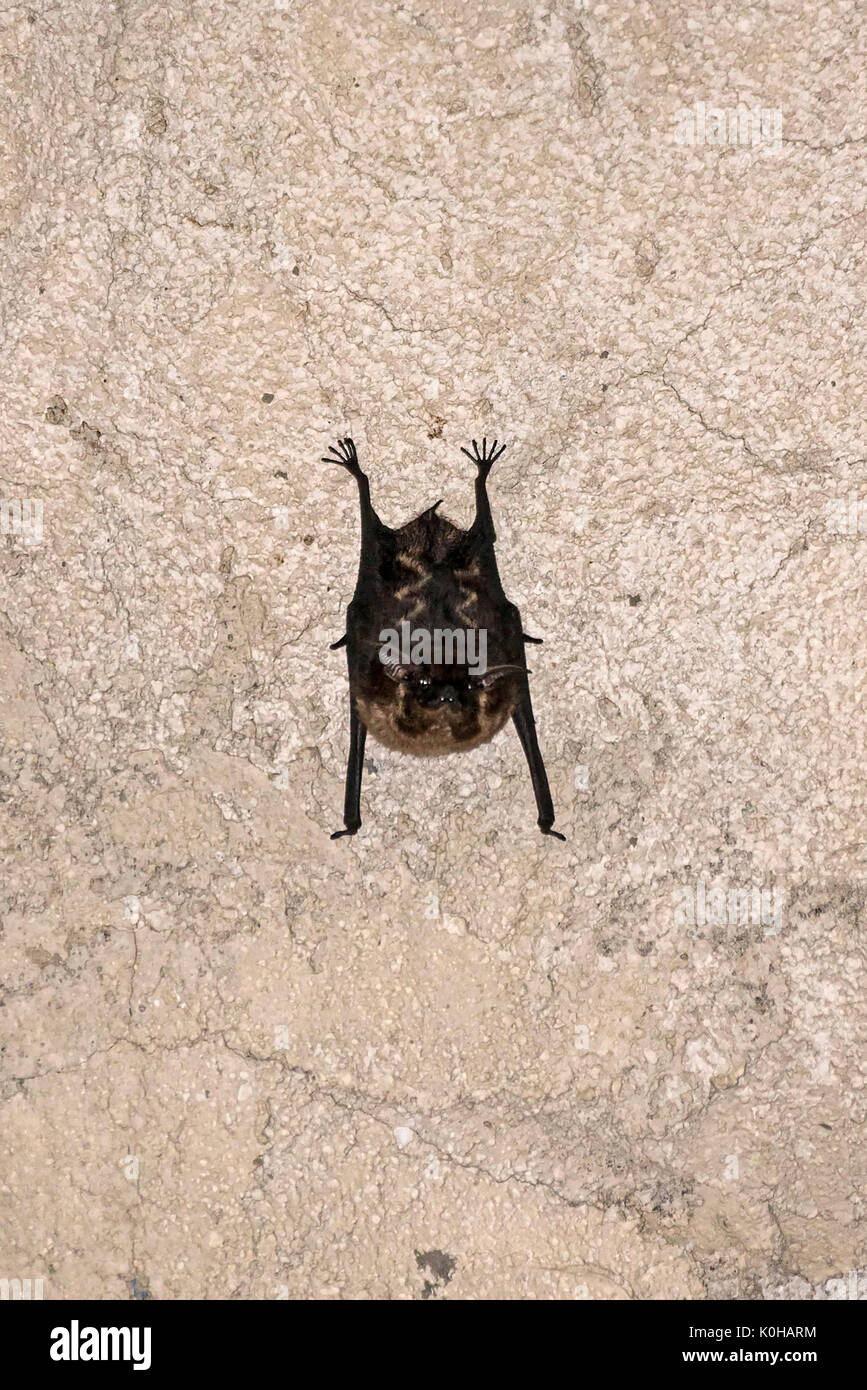 Bat costa rica bat insects hi-res stock photography and images - Alamy