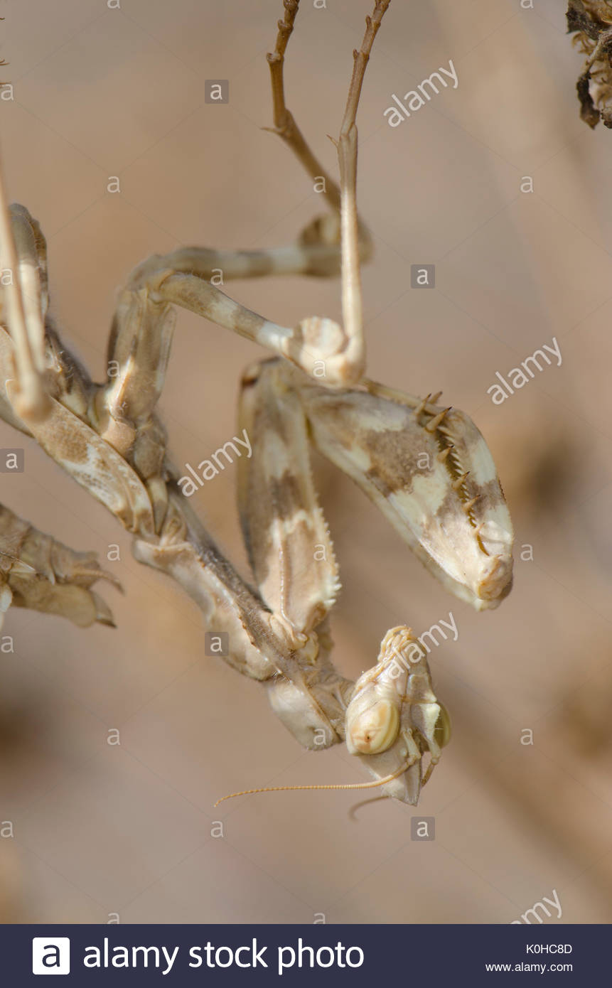 Arab Mantis Stock Photos & Arab Mantis Stock Images - Alamy