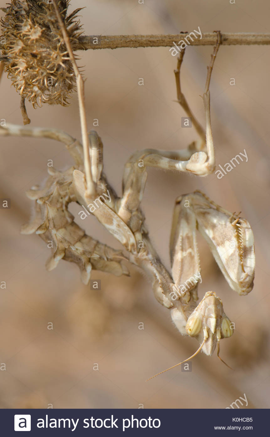 Arab Mantis Stock Photos & Arab Mantis Stock Images - Alamy