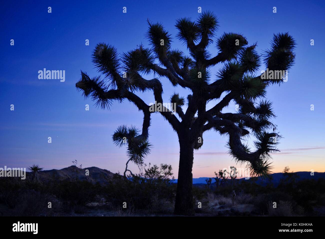 Twisted and bristled silhouetted Joshua trees at sunset in stark dry ...
