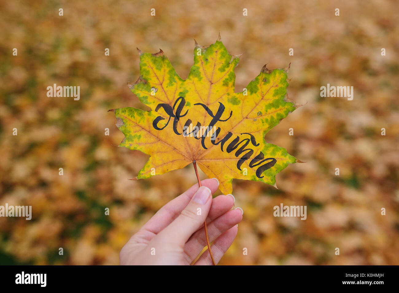 Maple leaf in autumn park Stock Photo - Alamy