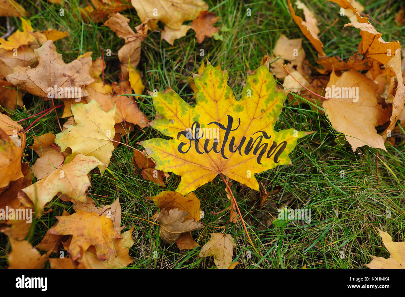 Maple leaf in autumn park Stock Photo - Alamy