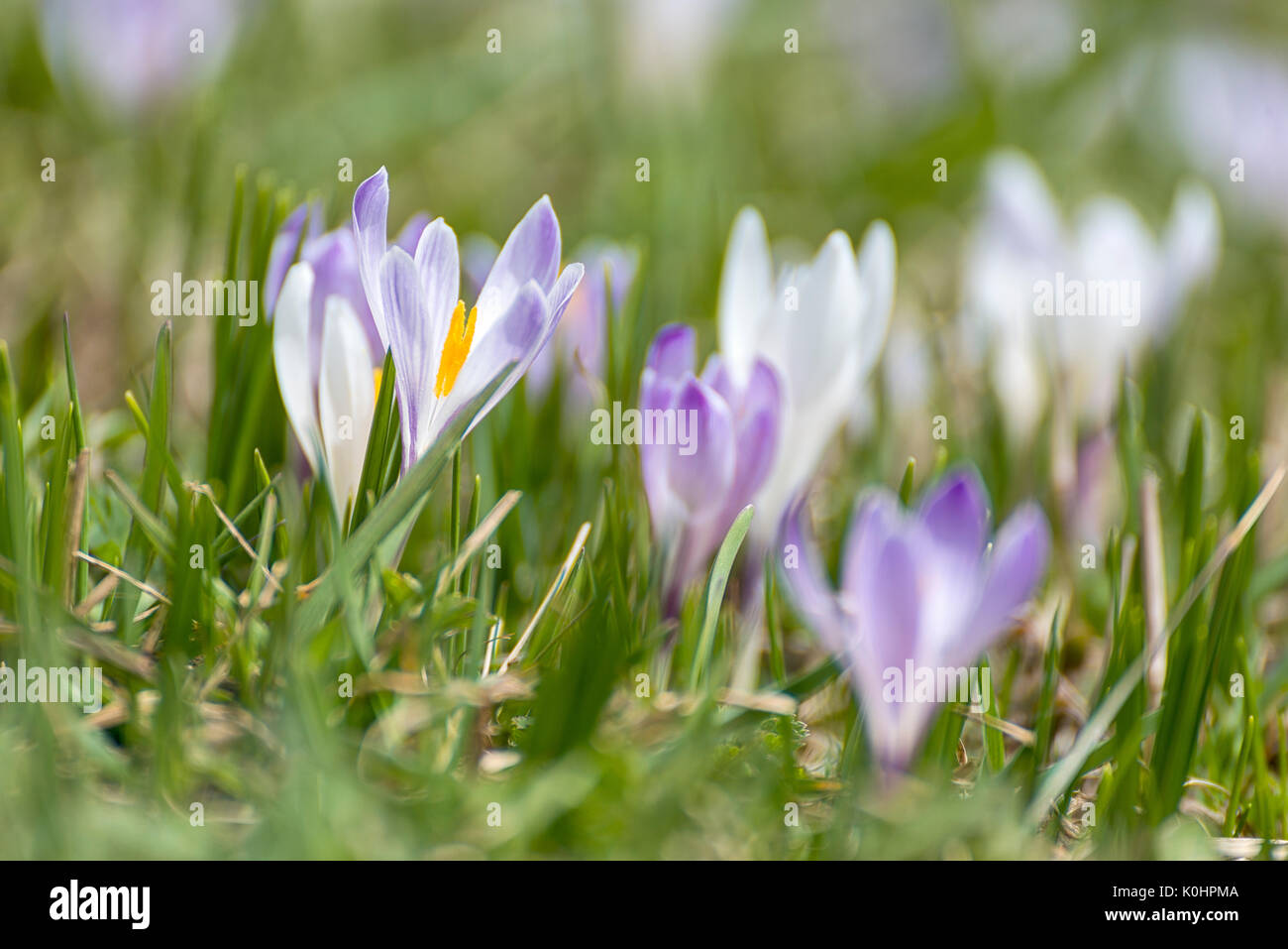 Dolomites, South Tyrol, Italy. Crocus longiflorus Stock Photo - Alamy