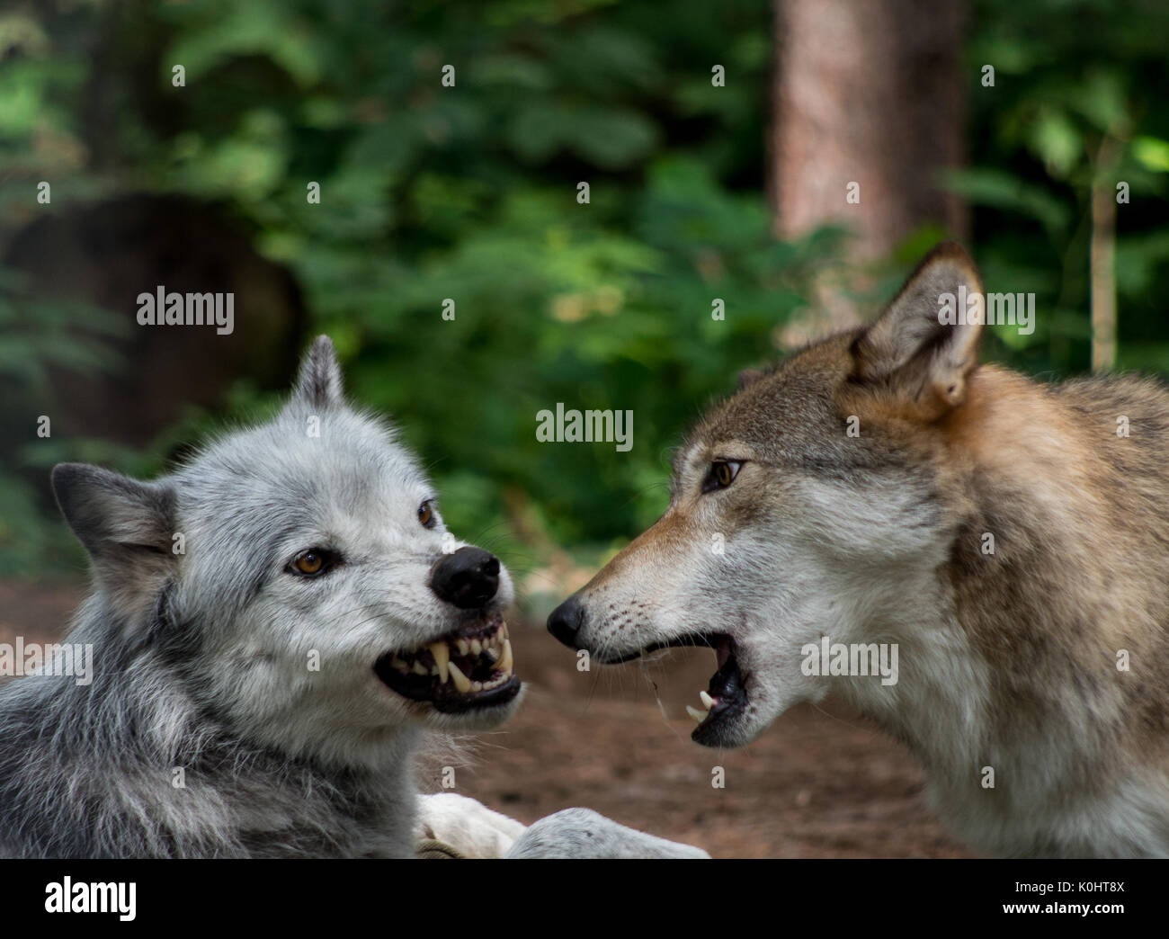 Adirondack wildlife hi-res stock photography and images - Alamy