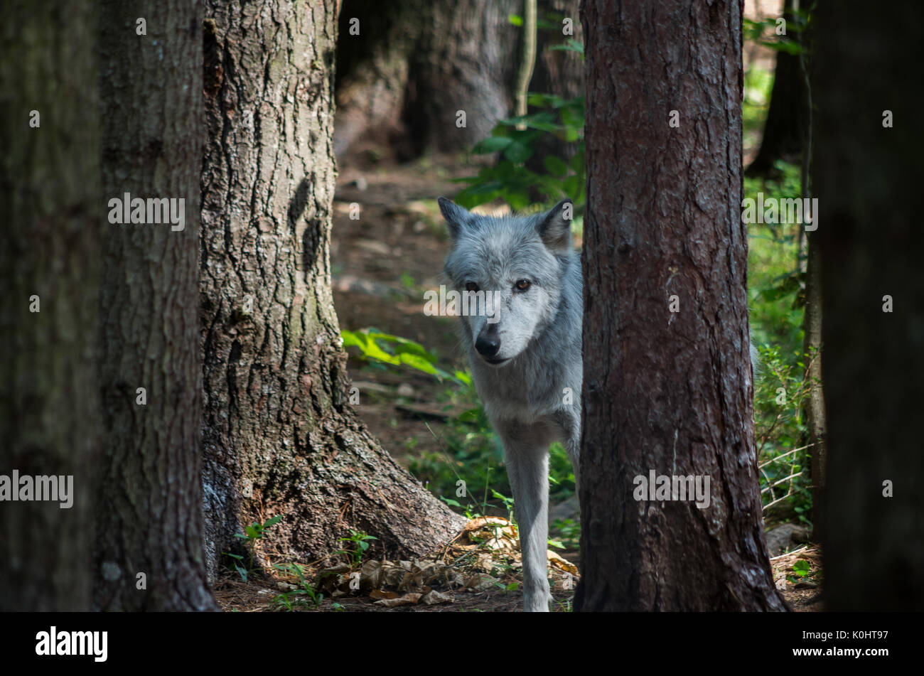 Gray wolf cared for at adirondack wildlife nature center in wilmington ...