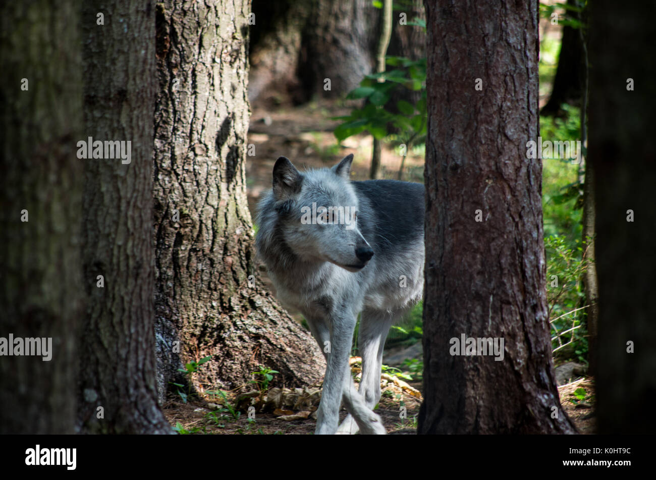 Gray wolf cared for at adirondack wildlife nature center in wilmington ...