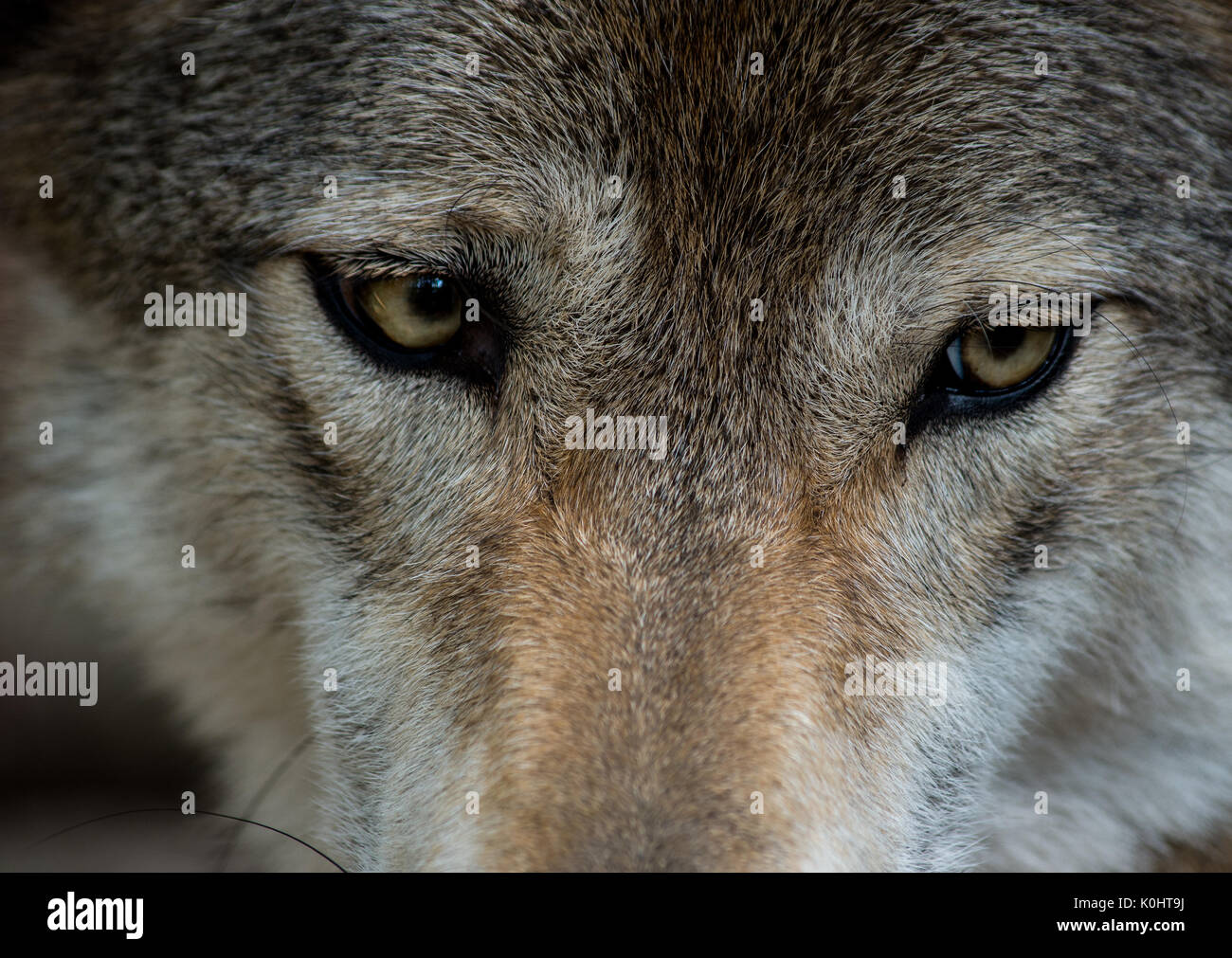 Grey wolf eyes hi-res stock photography and images - Alamy