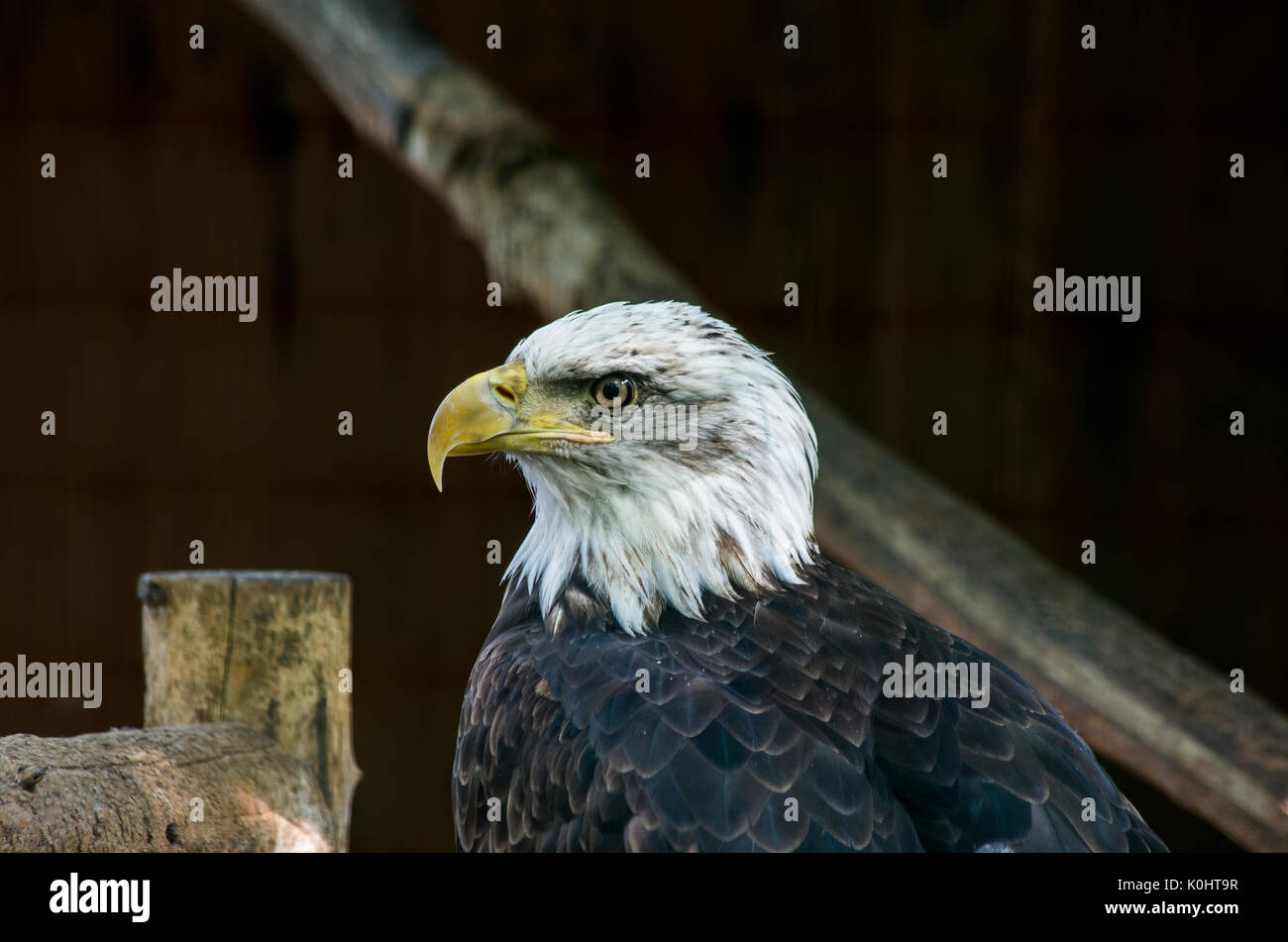 bald eagle portrait Stock Photo - Alamy