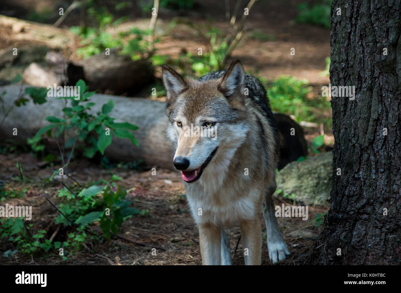 Gray wolf cared for at adirondack wildlife nature center in wilmington ...