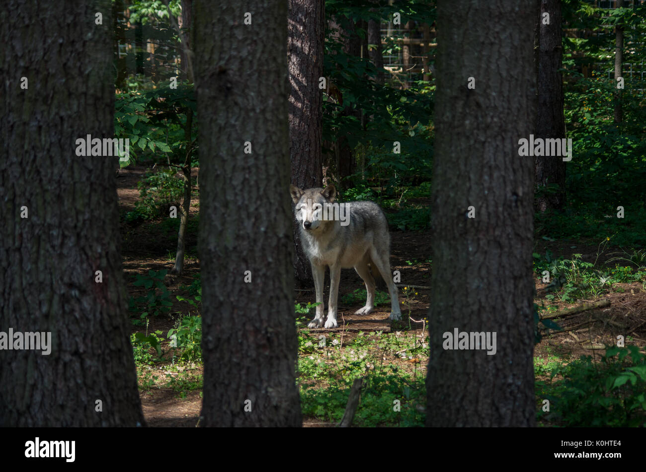 Gray wolf cared for at adirondack wildlife nature center in wilmington ...