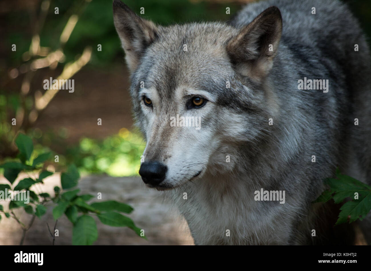 Gray wolf cared for at adirondack wildlife nature center in wilmington ...