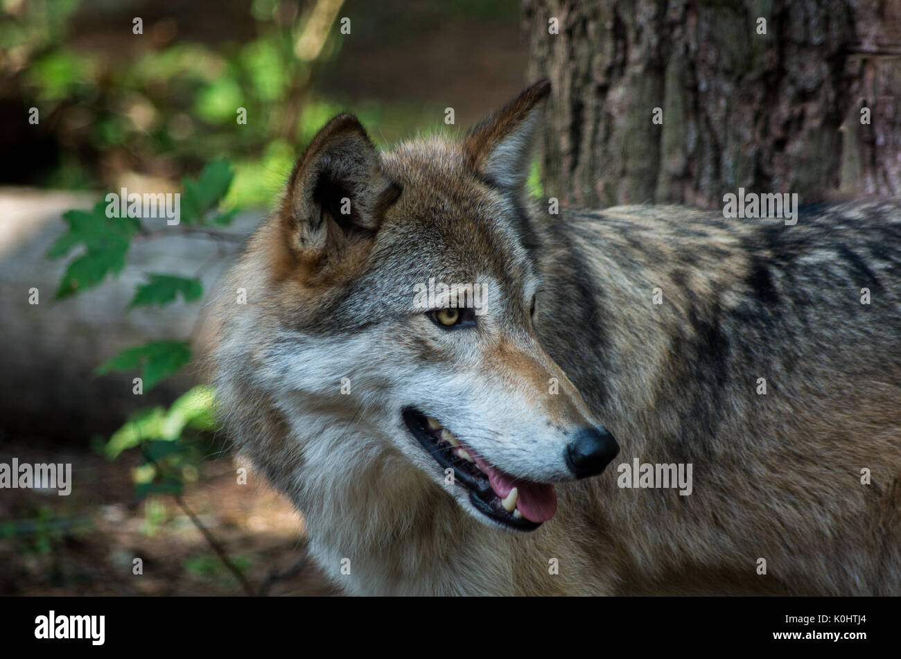 Gray wolf cared for at adirondack wildlife nature center in wilmington ...