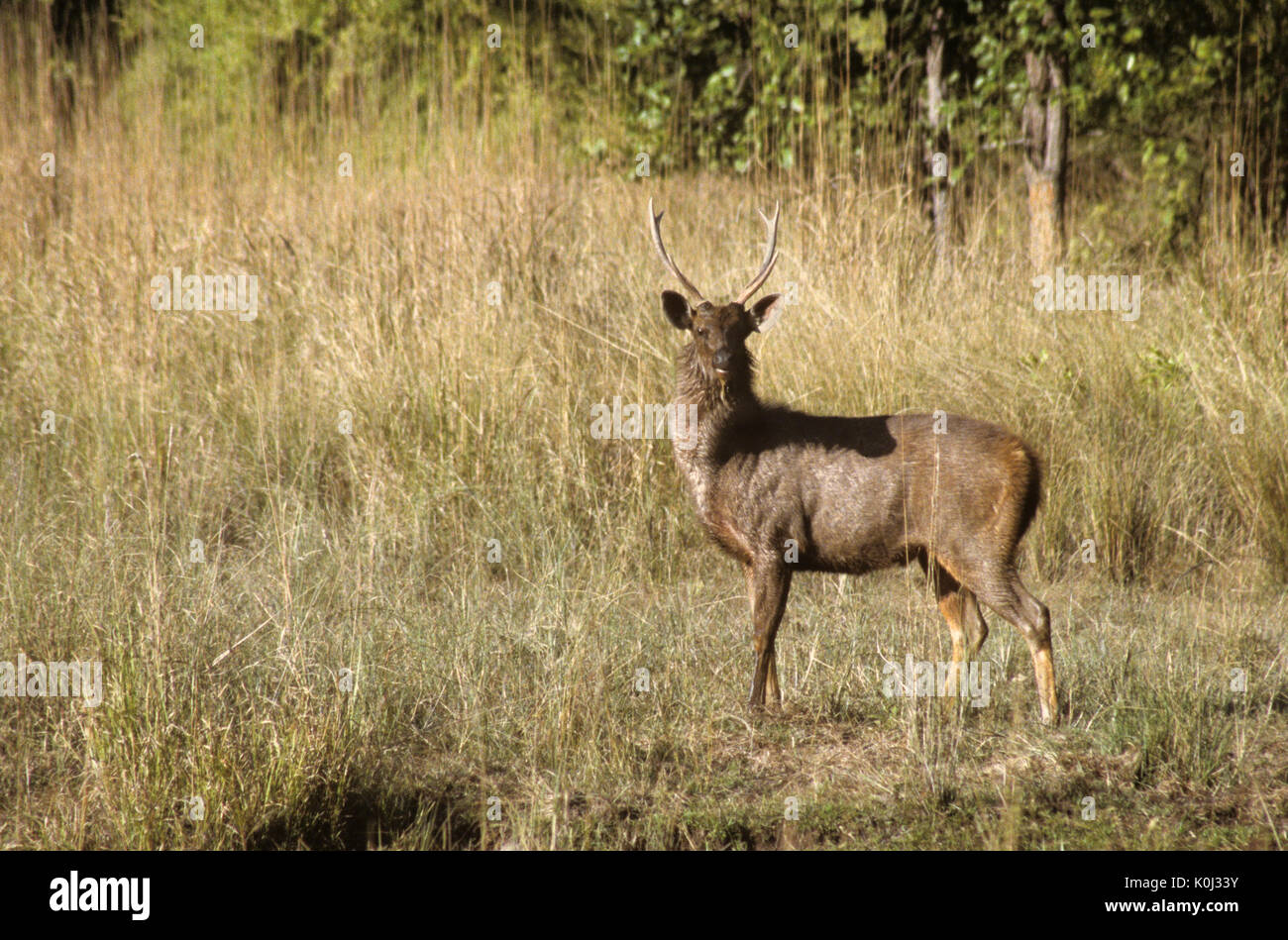 Sambar antlers hi-res stock photography and images - Alamy