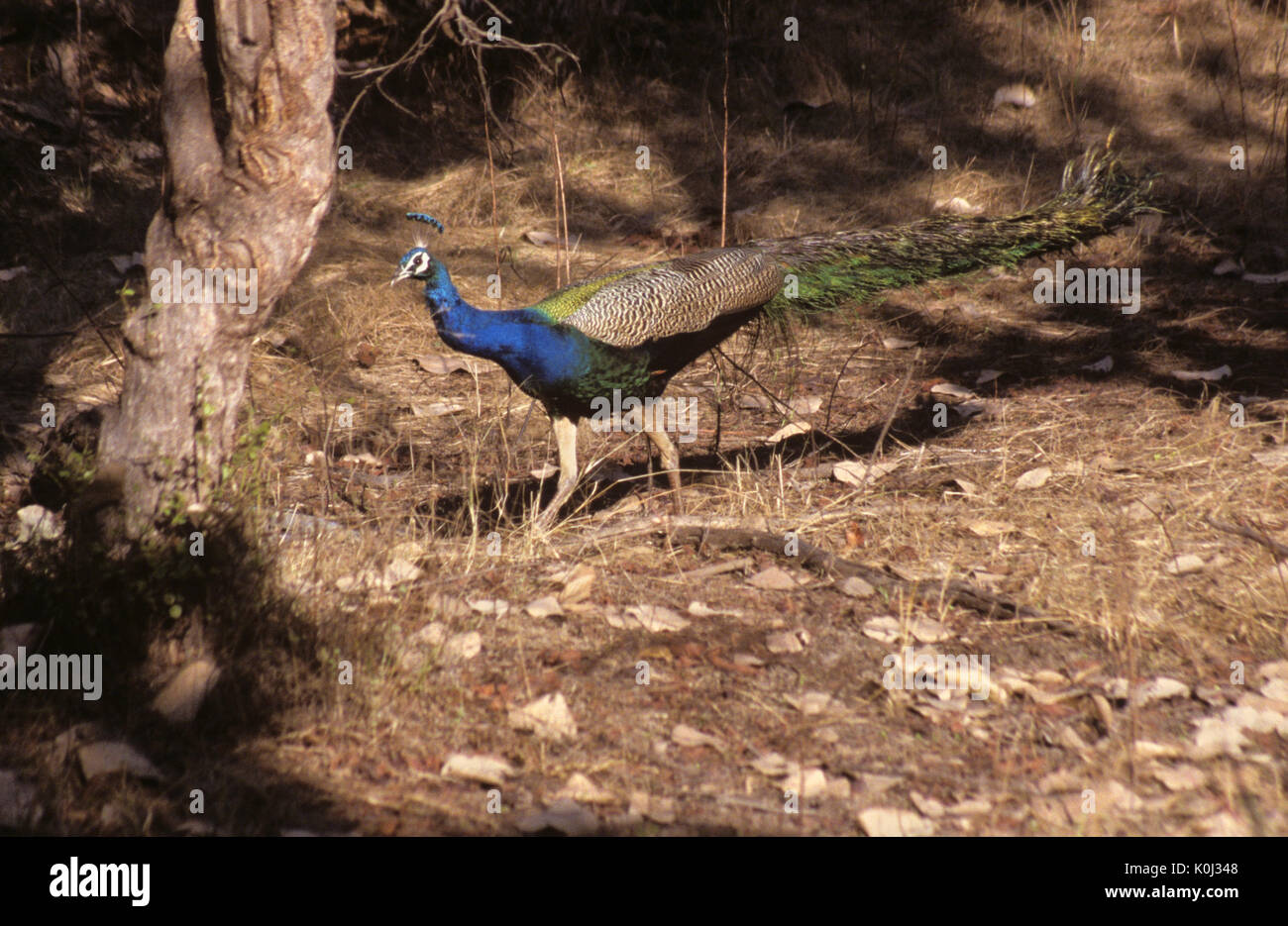 Male Indian (blue) peafowl in breeding plumage, Bandhavgarh National ...
