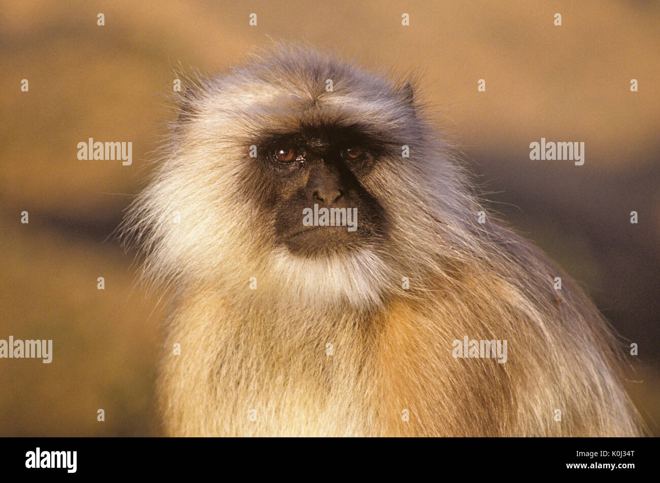 Hanuman Langur High Resolution Stock Photography and Images - Alamy