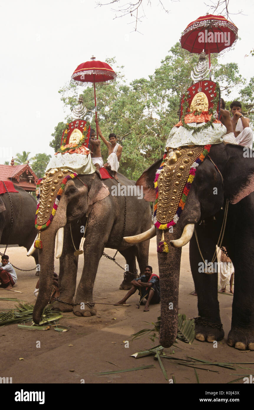 Temple elephants, Kerala, India Stock Photo - Alamy