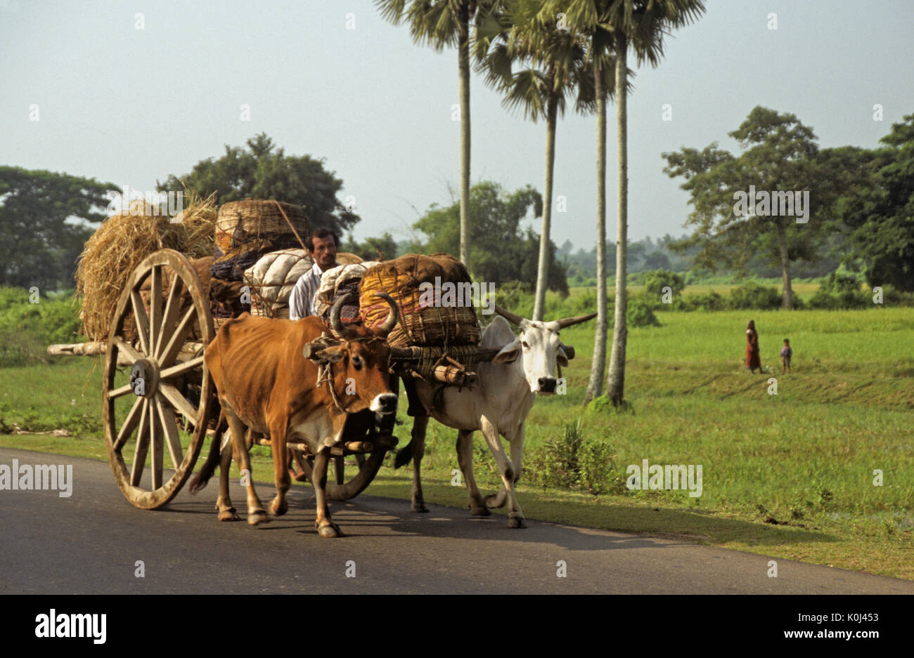 Bullock cart carrying harvested rice, rural southern India Stock Photo ...